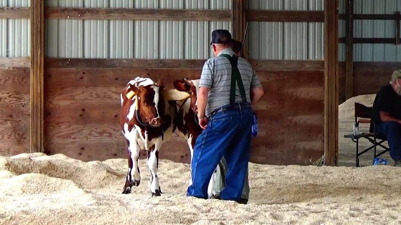 4-H Working Steer Fair Contest (Part-2) - YouTube