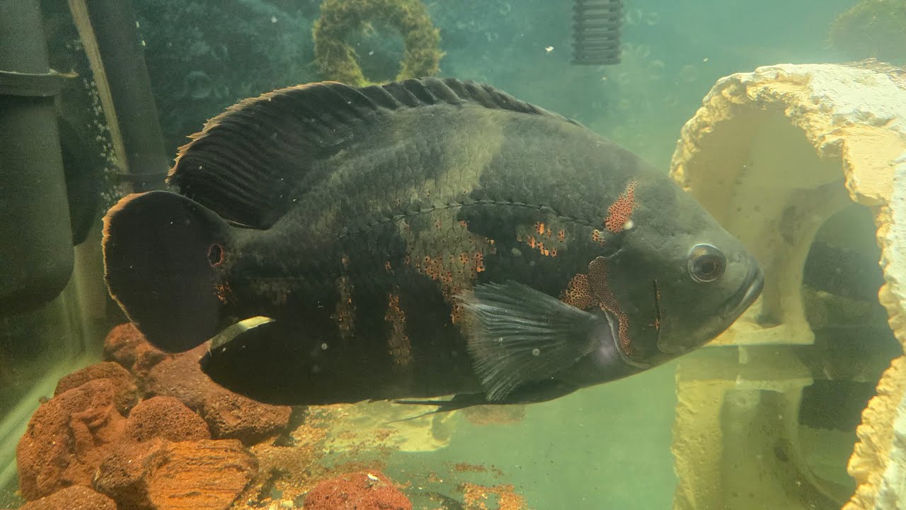 GIANT OSCAR FEEDING - YouTube