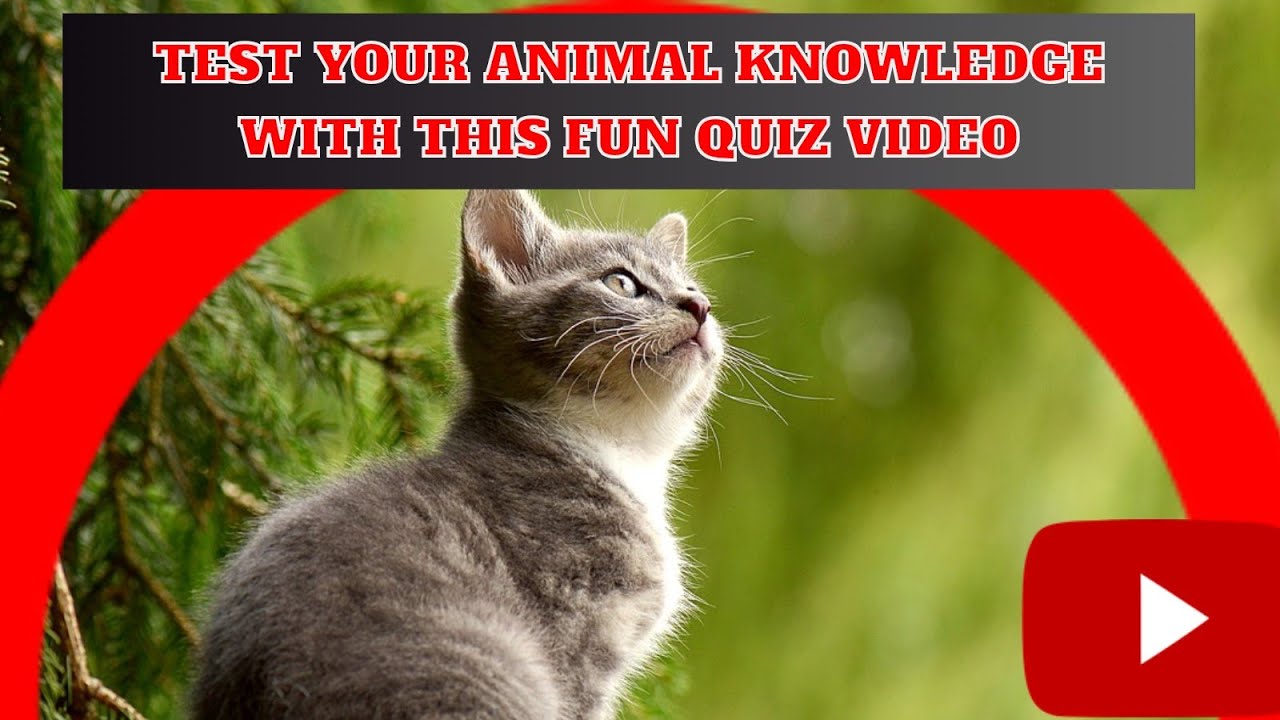 Test Your Animal Knowledge with This Fun Quiz Video @BrightLearnNow ...