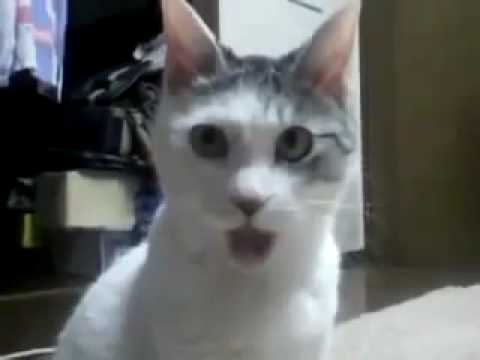 Teccublu piwik)))