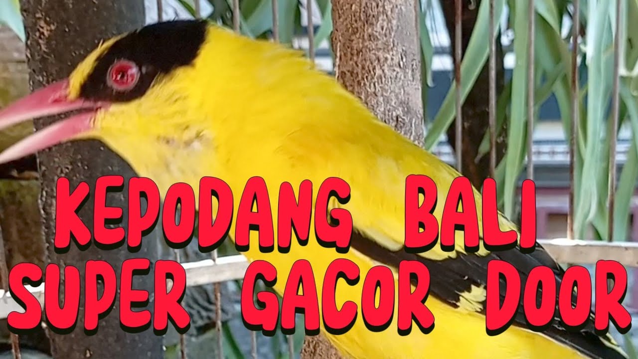 kepodang bali super gacor dor!! Terapi kepodang macet - YouTube
