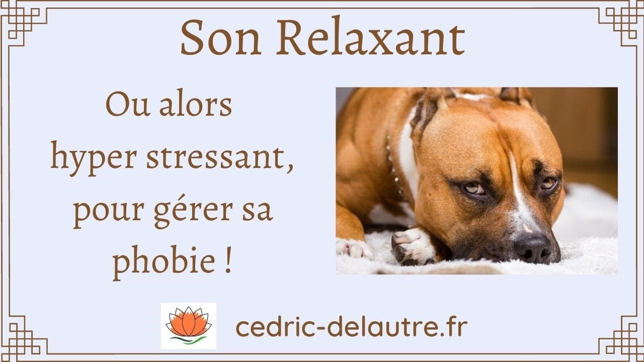 Comment diminuer sa phobie, sa peur des chiens : Cynophobie - YouTube