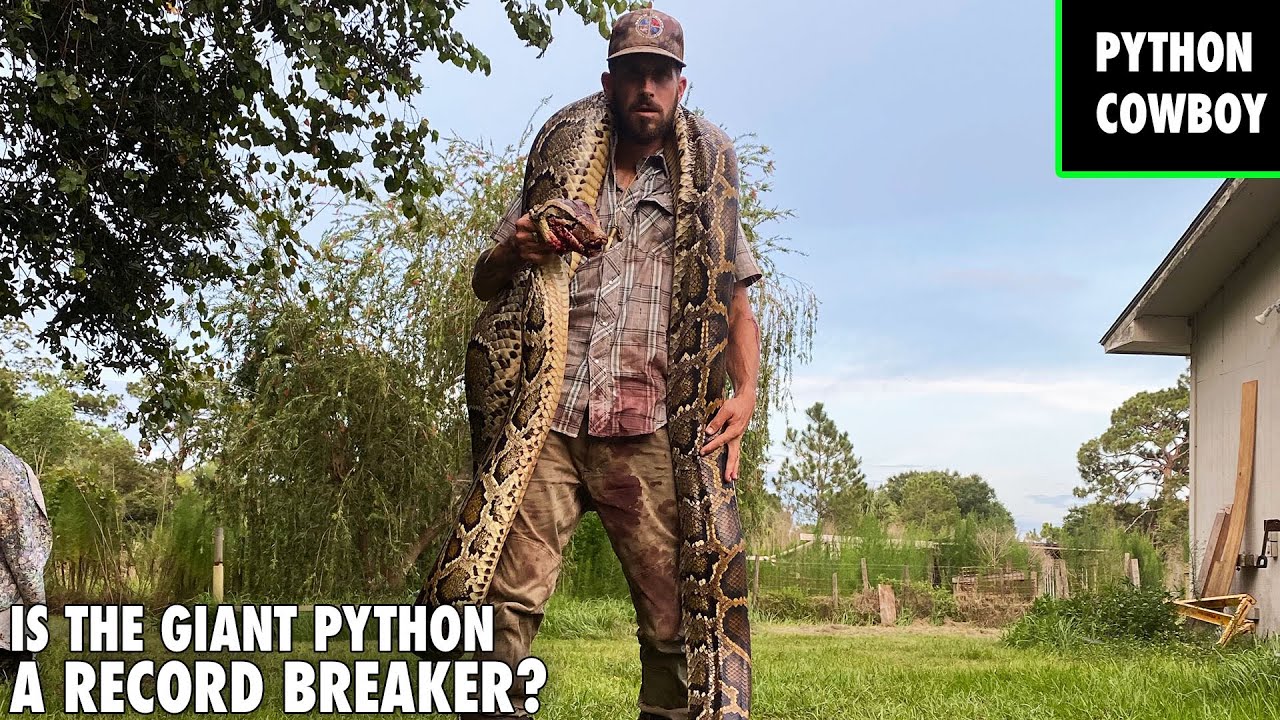 Moment Of Truth Is The Giant Python A Record Breaker - YouTube
