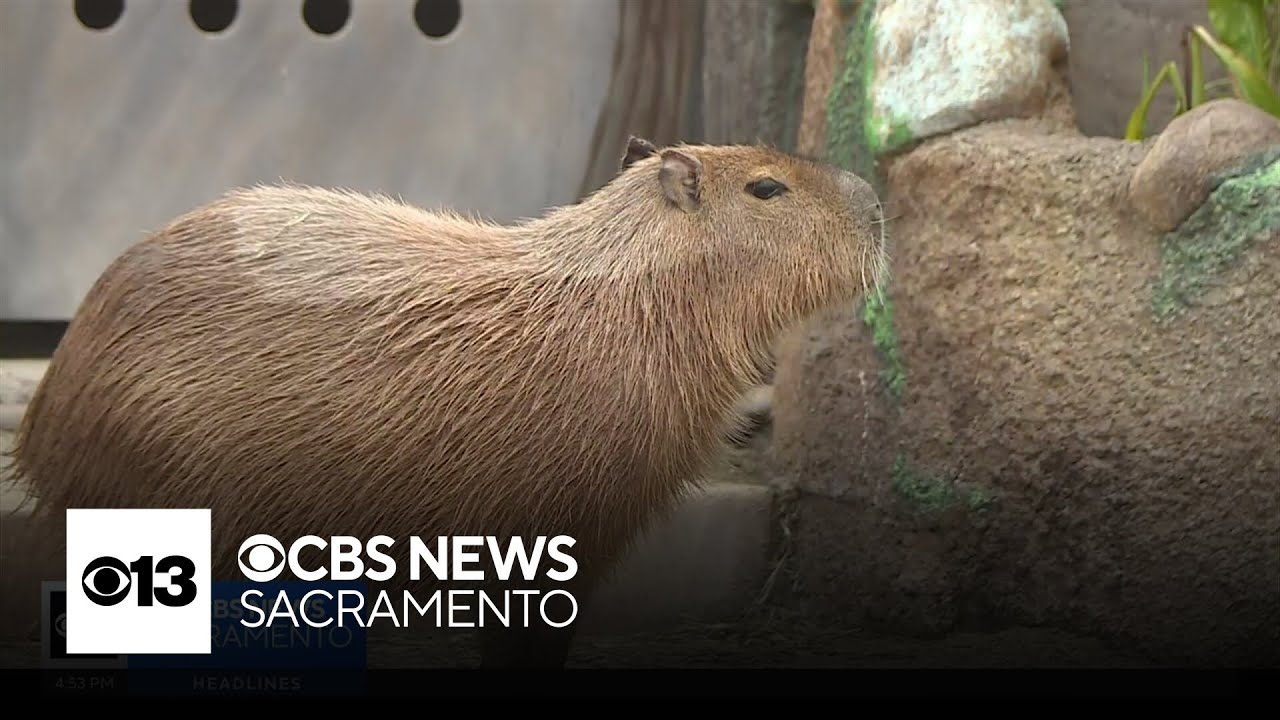 Sacramento Zoo completes new capybara habitat - YouTube