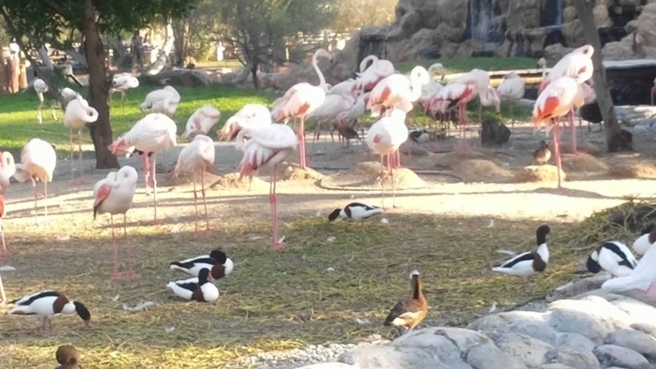 Al Areen Park Bahrain - YouTube