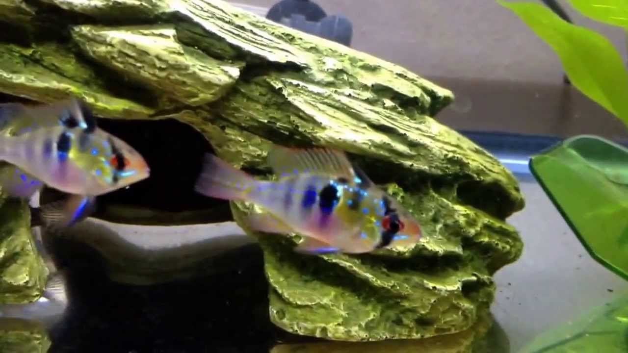 Juvenile German Blue Rams - YouTube