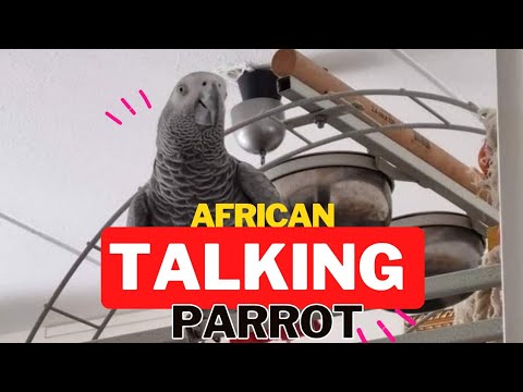 African Gray parrots | Gray Parrots Talking | Talking Parrots - YouTube