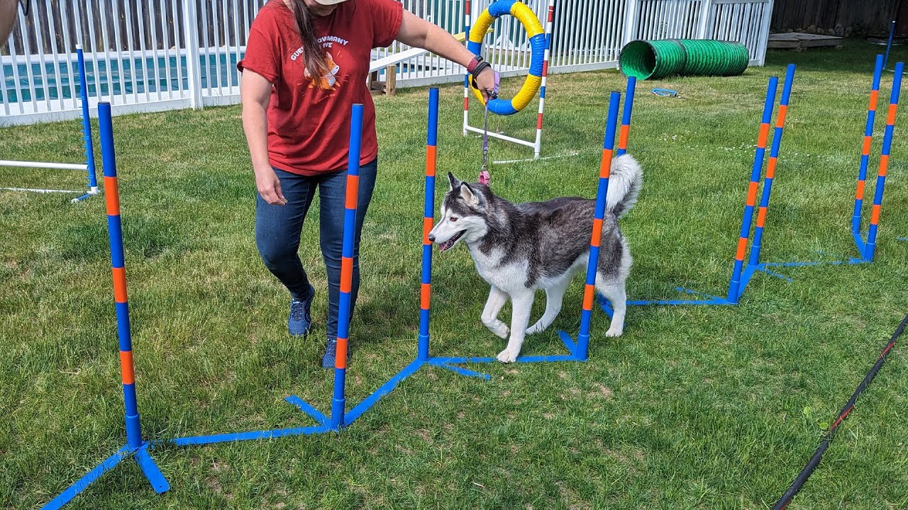 This is a Great Set of Weave Poles for Backyard Dog Agility! - YouTube