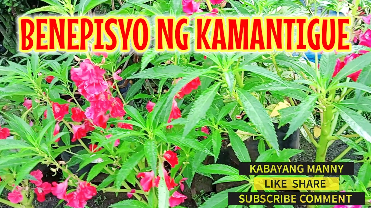 Kamantigue mainam sa panganganak #kamantigue - YouTube