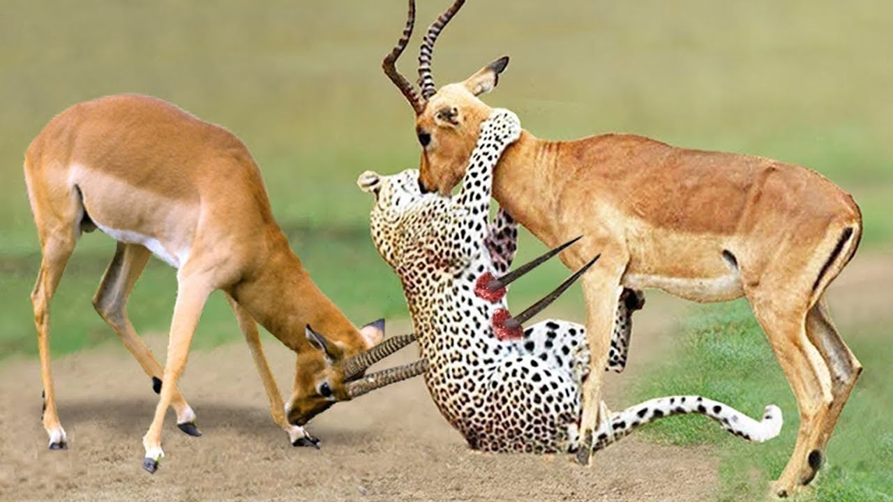 OH MY GOD! Angry antelope brutally tortures the leopard family to ...