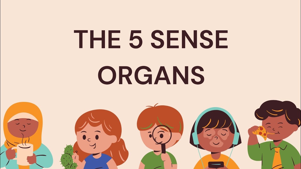 The 5 Sense Organs for grade (basic) 2 - YouTube