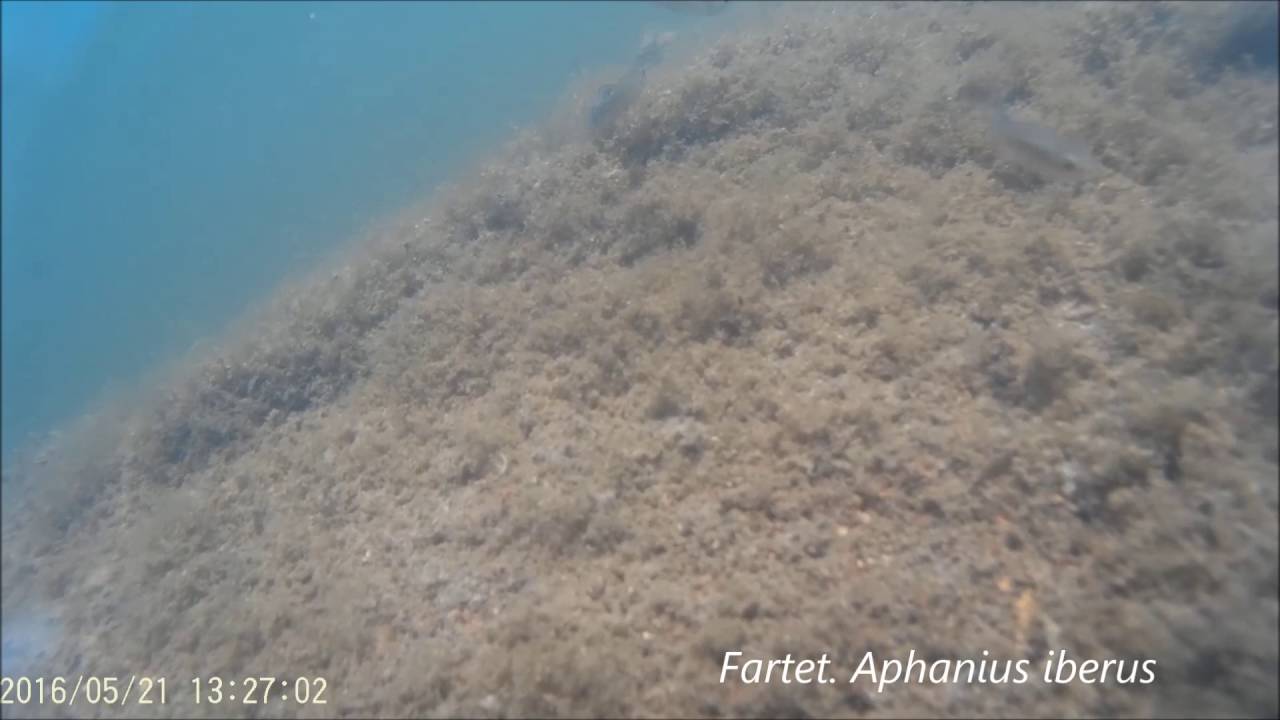 Fartet Murcia. Aphanius iberus - YouTube