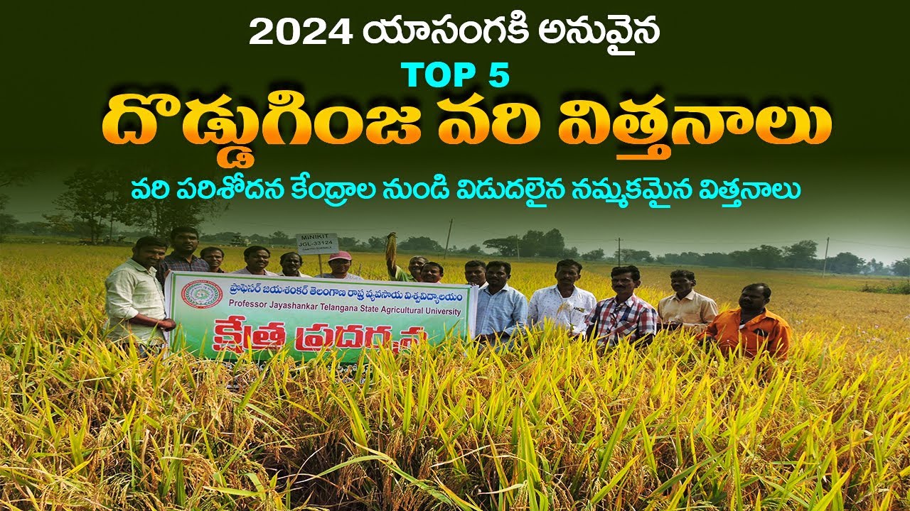 Yasangi Paddy Variety 2024 | MTU 1010 | KNM 118 | JGL 28639 | WGL 1537 ...