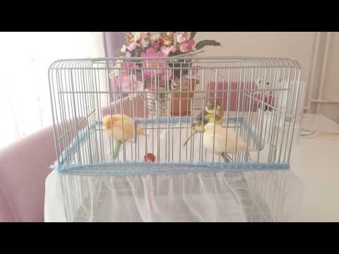 1 AYLIK KANARYA YAVRULARIMIZ  kafeste !