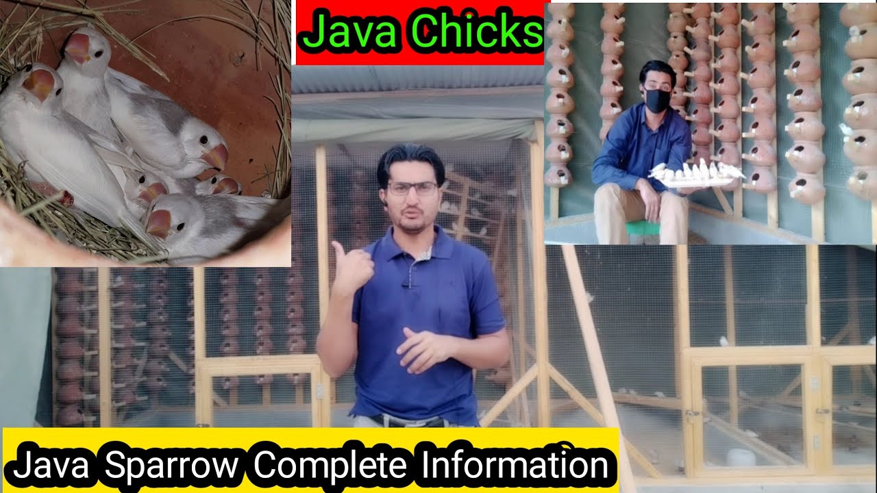 White Java Sparrow Complete Information | Java Complete Life Cycle ...