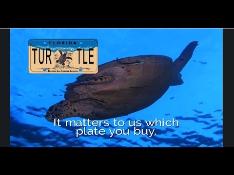 Florida Hawksbill Project Receives Funding from the Sea Turtle License ...