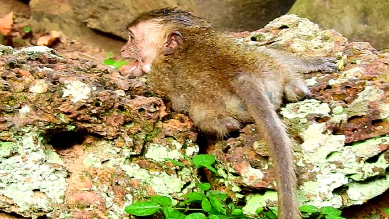 Duke crying Convulsive! Baby So ANGRY Duches, Why Duches Fight Baby ...