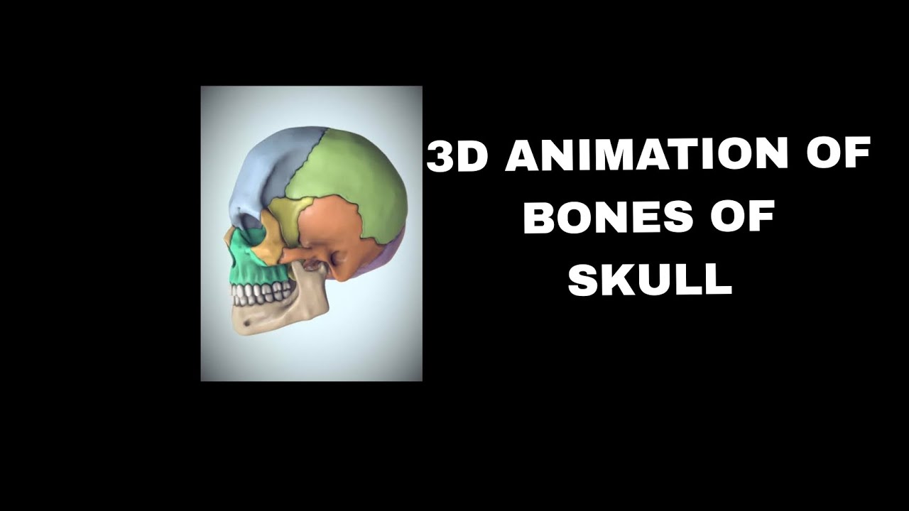 3D ANIMATION OF BONES OF SKULL - YouTube