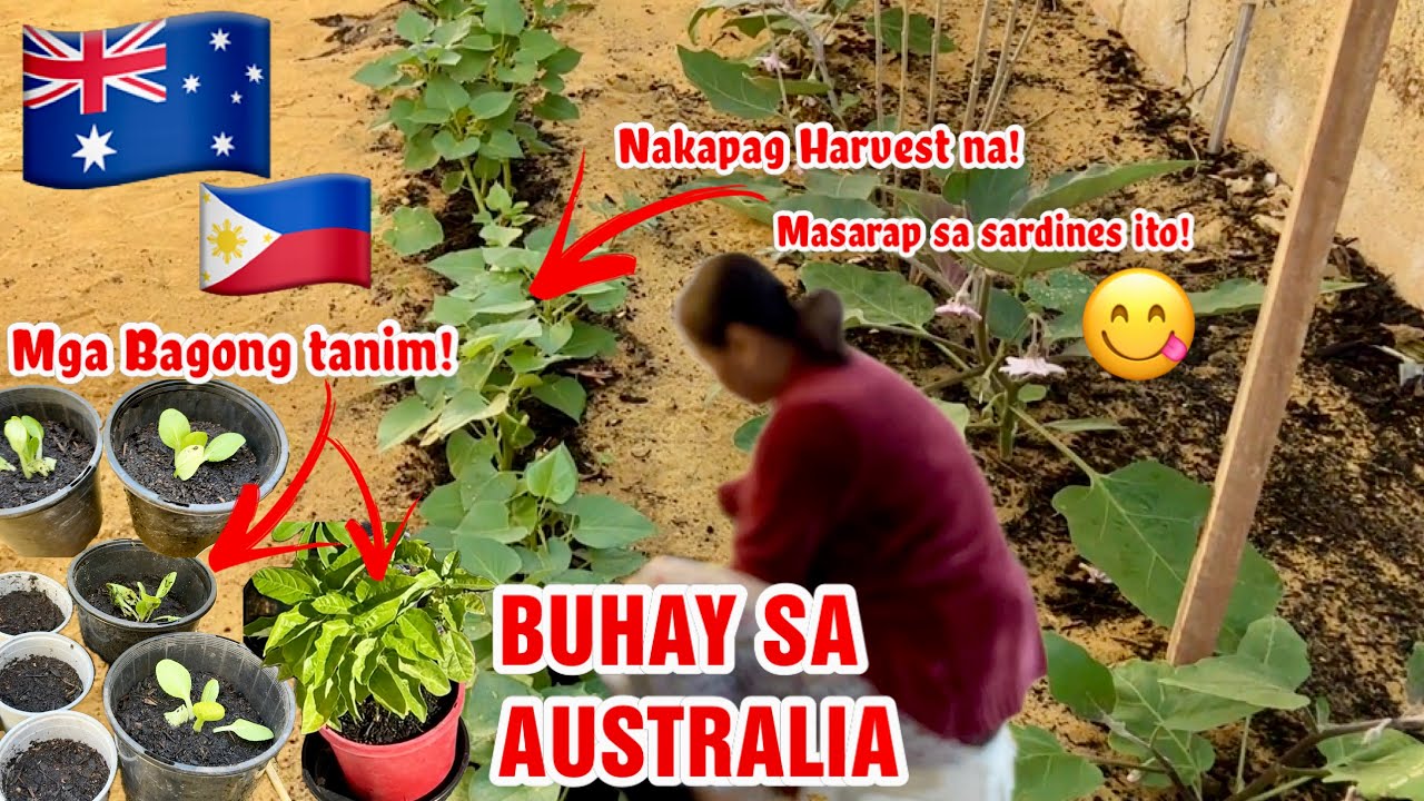 MAY BAGONG TANIM AT MAY BUNGA NA ANG TALONG/NAKAHARVEST NA NG TALBOS ...