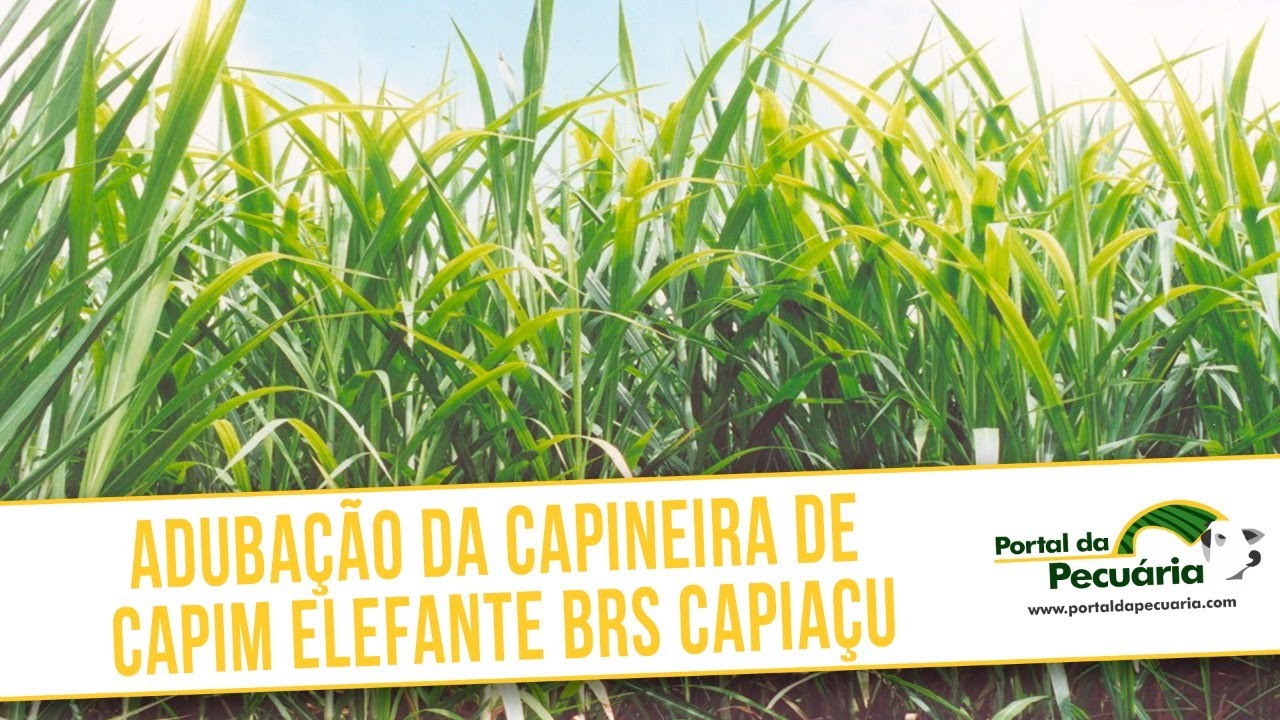 Adubação da capineira de capim elefante BRS Capiaçu - YouTube