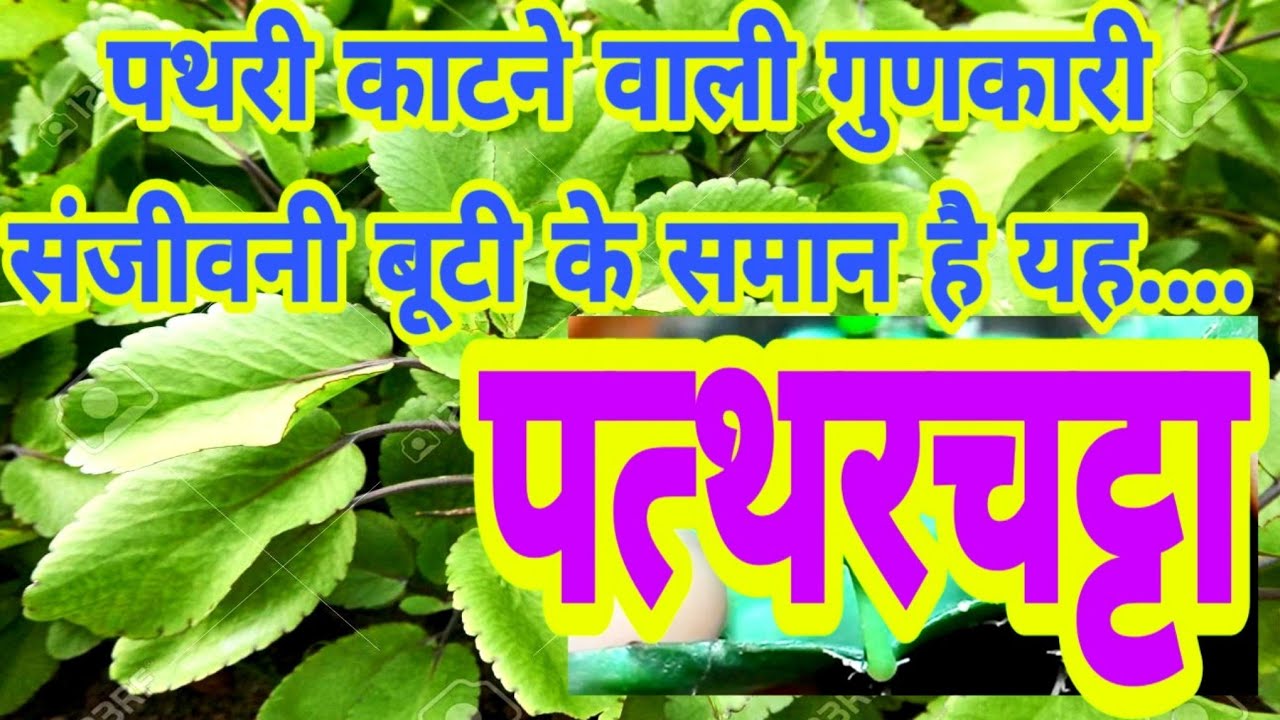 Health Benifits of Pattharchatta ||पथरी काटने वाली गुणकारी औषधि है यह ...