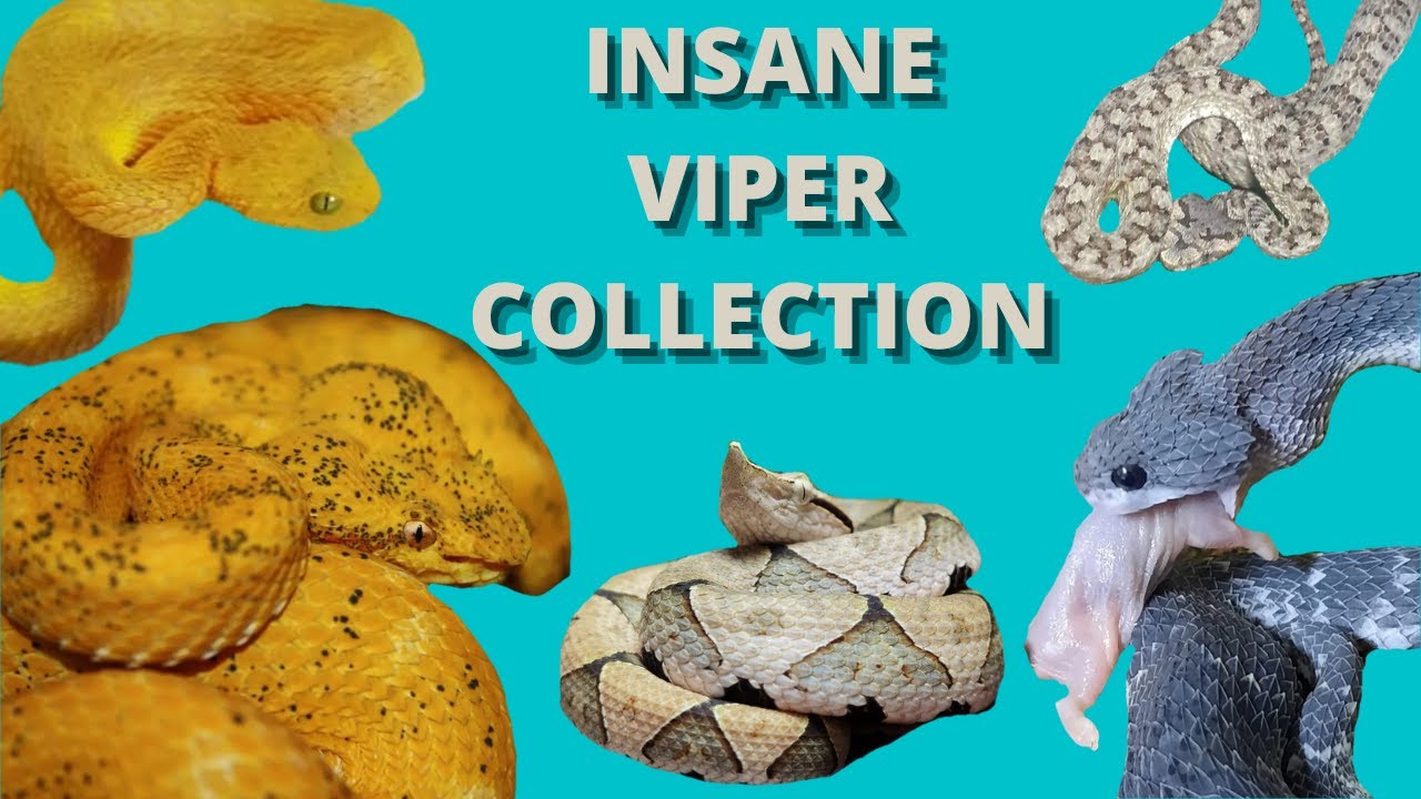INSANE VIPER COLLECTION*rare vipers* 50 plus - YouTube