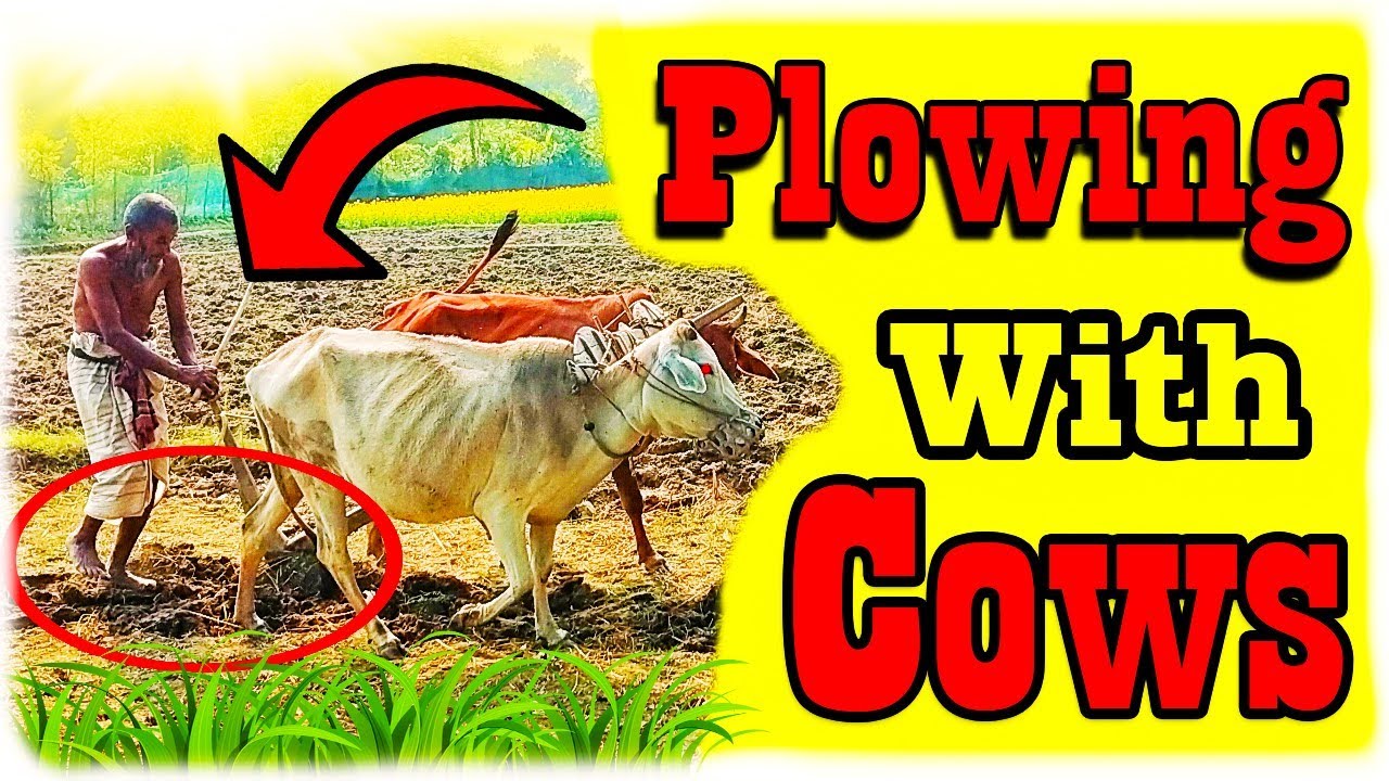 Plowing With Cows Traditional Farming | How To Plow The Land With Cow ...