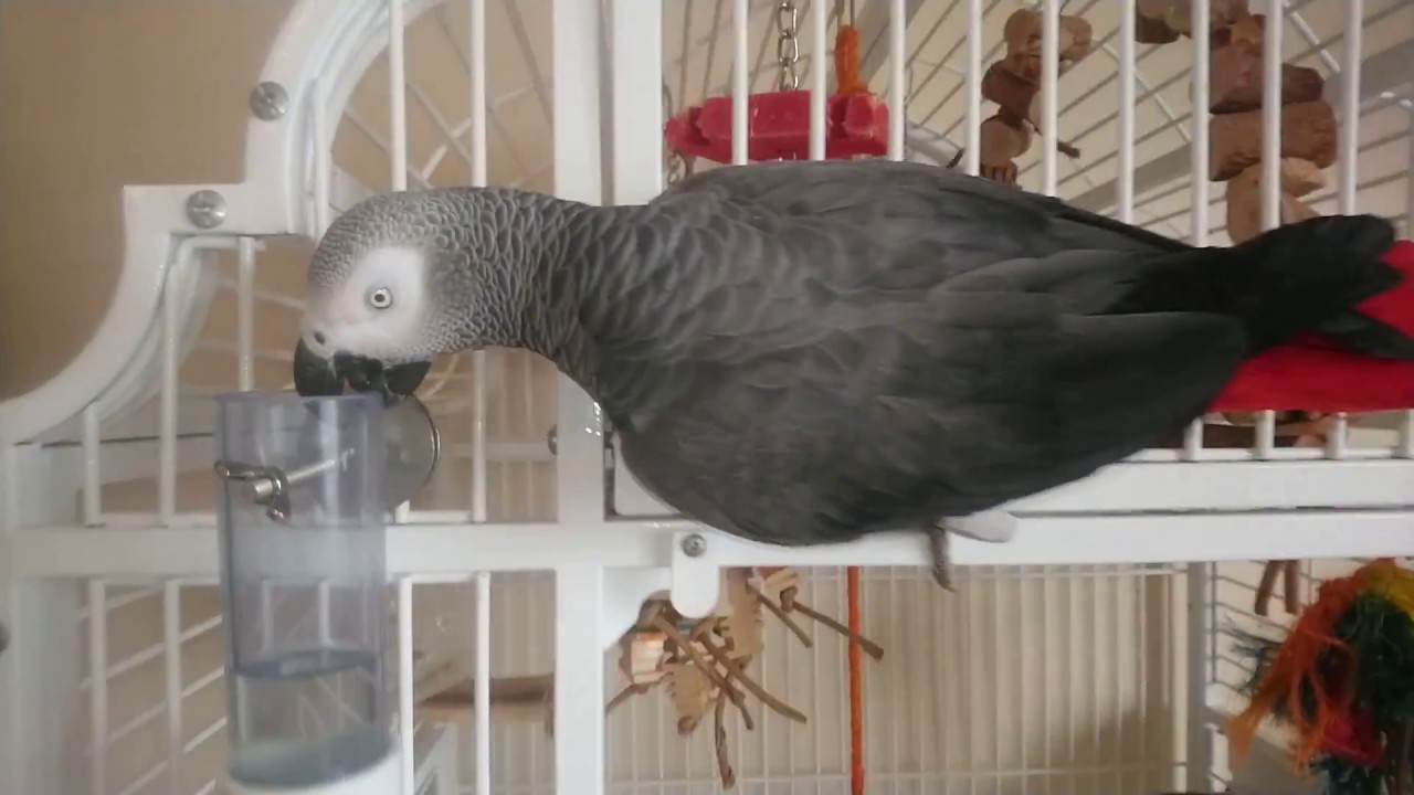 Bird Butler water bottle for Parrots - YouTube