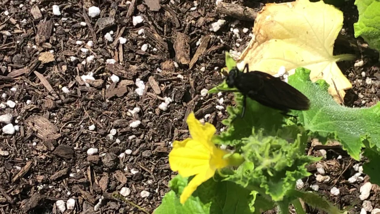 Mydas Fly in the garden and it’s a male grooming itself - YouTube