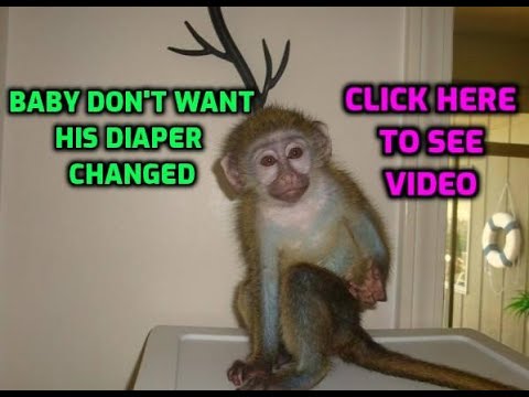 KING KONG GREEN GUENON MONKEY RESISTS DIAPER CHANGE - YouTube