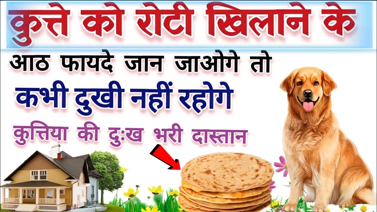 कुत्ते को रोटी खिलाने के आठ फायदे जान जाओगे तो कभी दुखी नहीं रहोगे ...