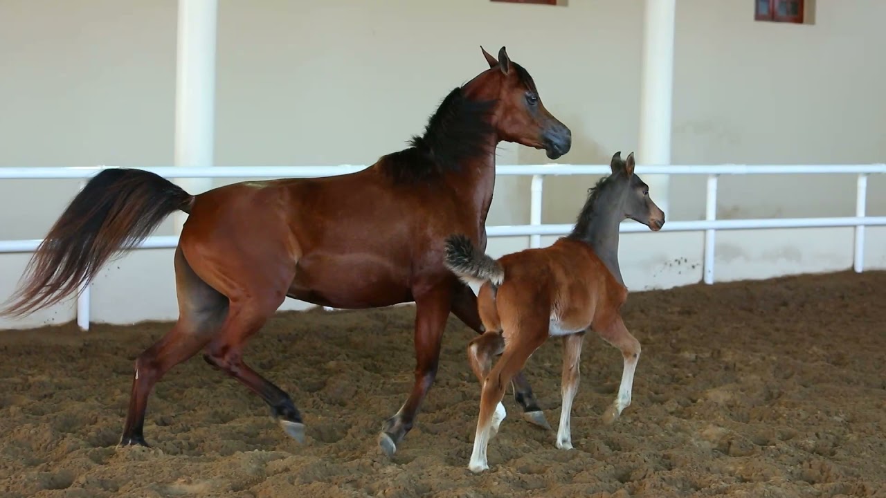 Bioncet DI Marwan JM - YouTube