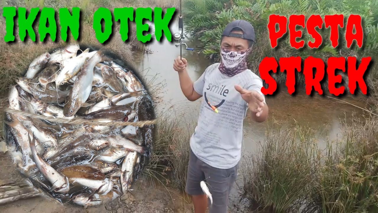 MANCING DI PINGGIR SUNGAI KALIMANTAN | PESTA STREK | IKAN OTEK - YouTube