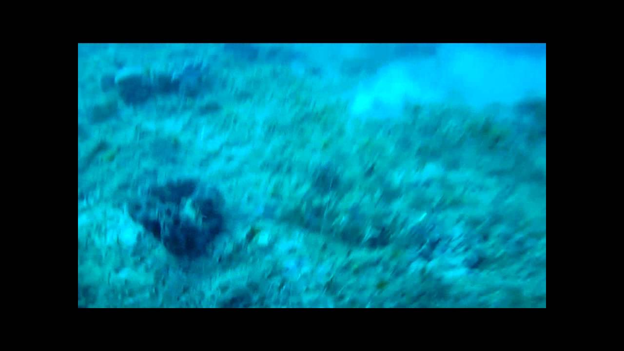 Water volf - Dentex VS fisherman - Rogi ribaru - YouTube