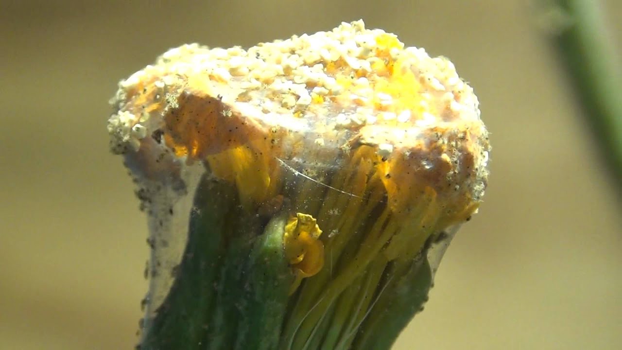 Spider Mites attack - YouTube