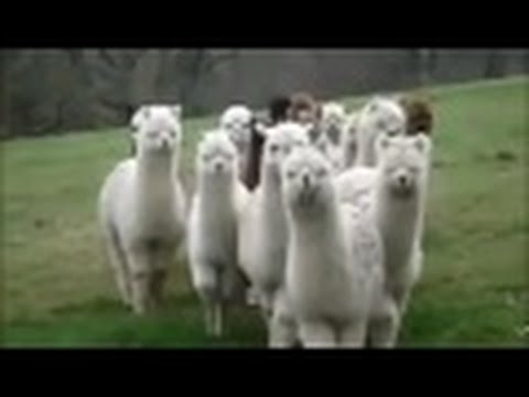 Crazy & Funny Llamas - YouTube
