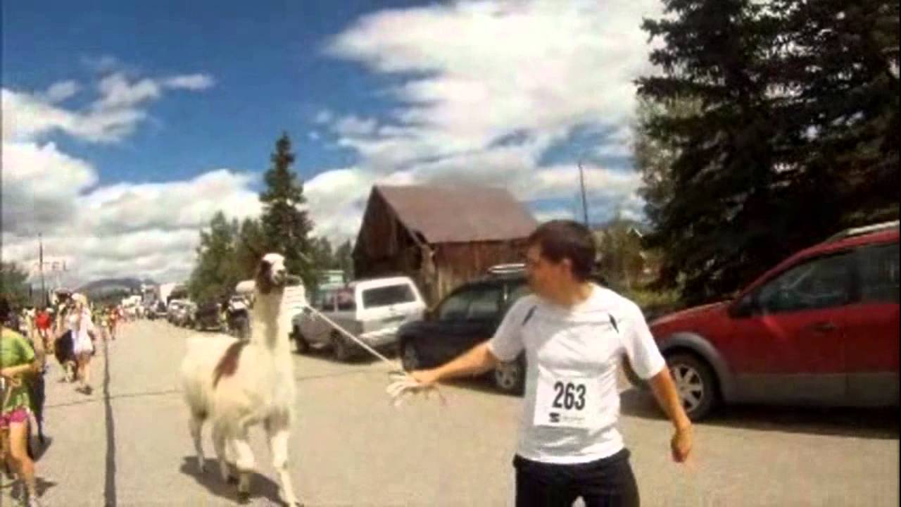 Crazy & Funny Llamas - YouTube