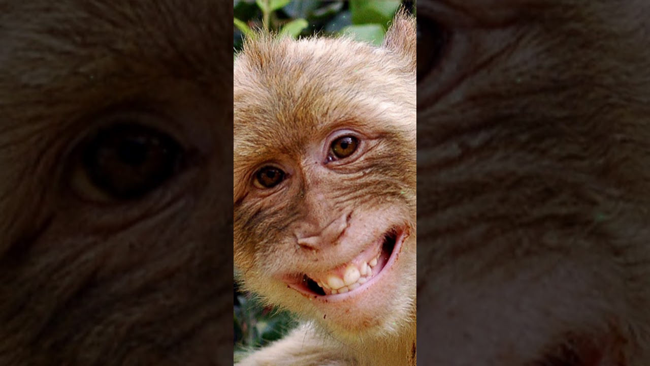 monkey wallpaper | Monkey Smile Wallpaper - YouTube