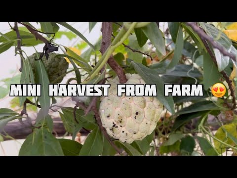A beautiful mini organic harvest from our farm 😍 - YouTube