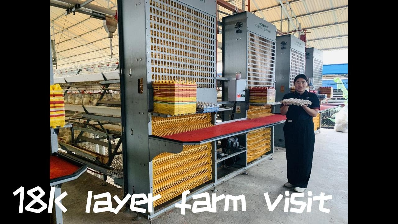 18K Automatic layer chicken farm visiting - YouTube