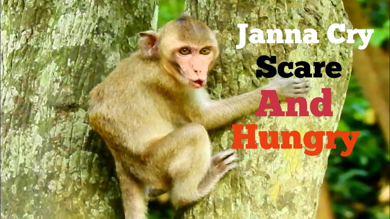 Million Pity Poor Cleft Mouth Baby Monkey Janna Cry Scare And Hungry ...