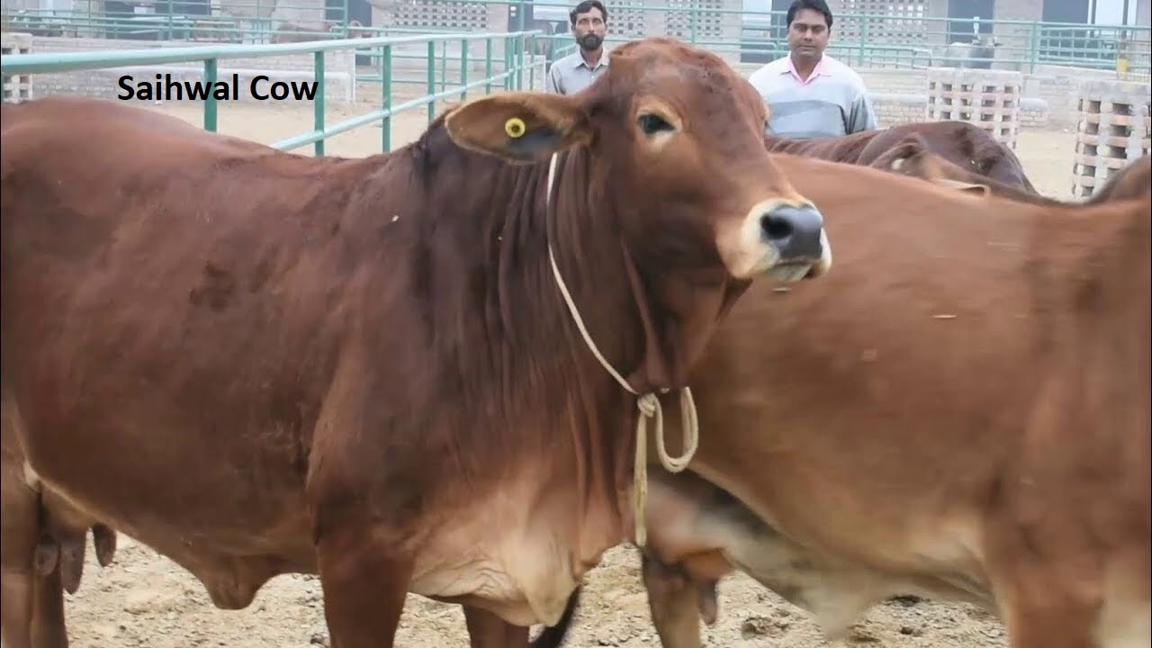 Sahiwal Cattle Breed - YouTube