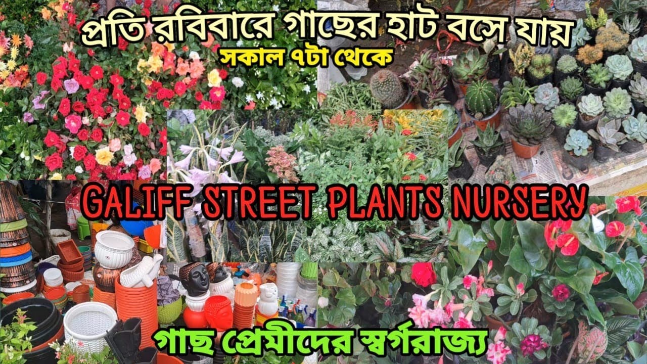 Galiff street plant market। Plant nursery। Kolkata plant market। Plants ...