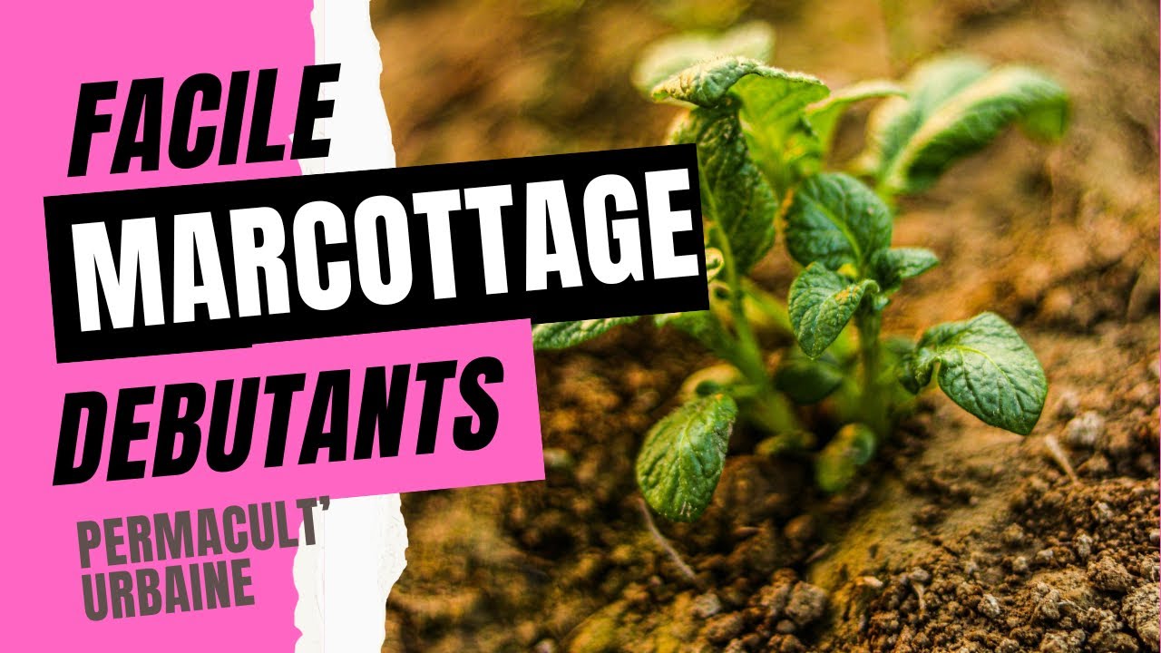 J'apprends le marcottage, astuces et technique de pro pour jardinier ...