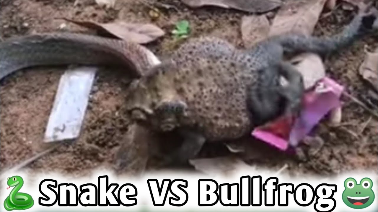 Bullfrog vs snake - YouTube