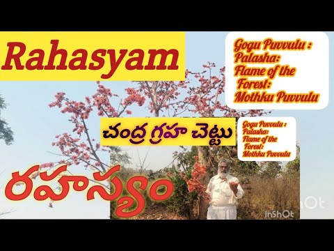 Mothku Chettu (Palasha):*"Unveiling the Flame of the Forest:Butea ...