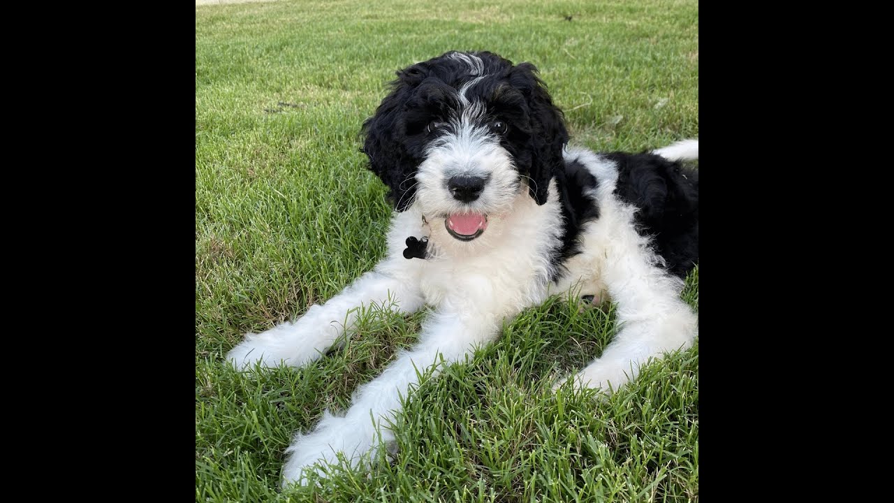 Doodle Rock Rescue - Meet Our Newest Rescue Dog! - YouTube