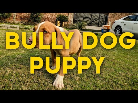 puppies what'sap statues how to train a dog how to train your dog viral ...