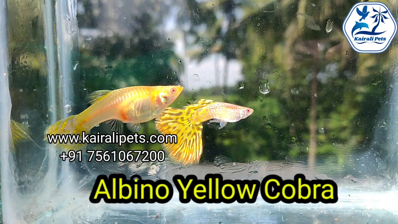 Albino Yellow Cobra Guppy / Brood - Kairali Pets - YouTube