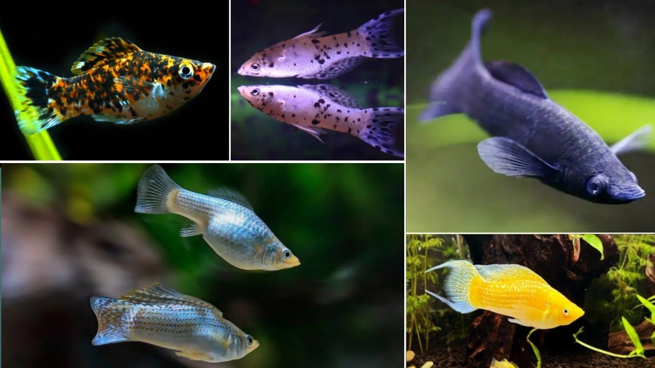 You must keep these molly fishes | 5 Rare molly fish | AnimalHolic ...